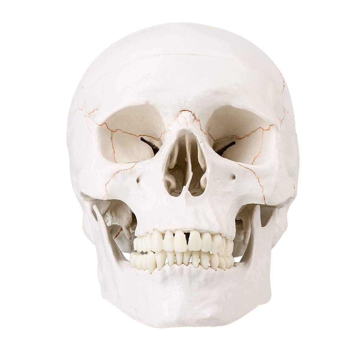 Life Size Human Skull Head Model - Human Skull Anatomical Model Medical ...