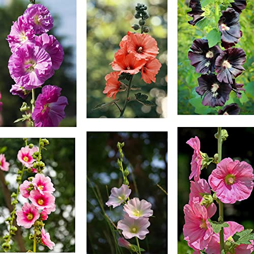 50 Pcs Mixed Colors Hollyhock Seeds for Planting, Summer Carnival ...