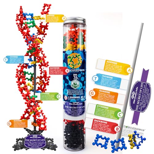 molecularpiece: DNA Double Helix Structure Model (76 pcs) 4D STEM ...