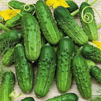 Amazon.com : Cucumber, Bush Pickle Live Plant USDA Certified Organic 2 ...