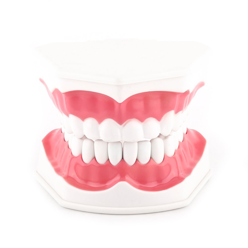 28 Teeth Dentist Demonstration Model Standard Teeth Model Tooth ...