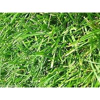Amazon.com: Argentine Bahia Grass Seeds "Premium Grade" 1 Lbs - 350 ...