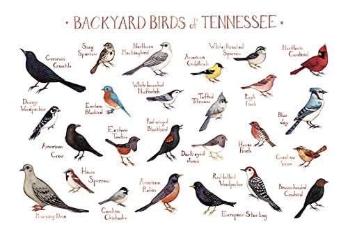 Amazon.com: Backyard Birds of Tennessee Field Guide Art Print: Handmade