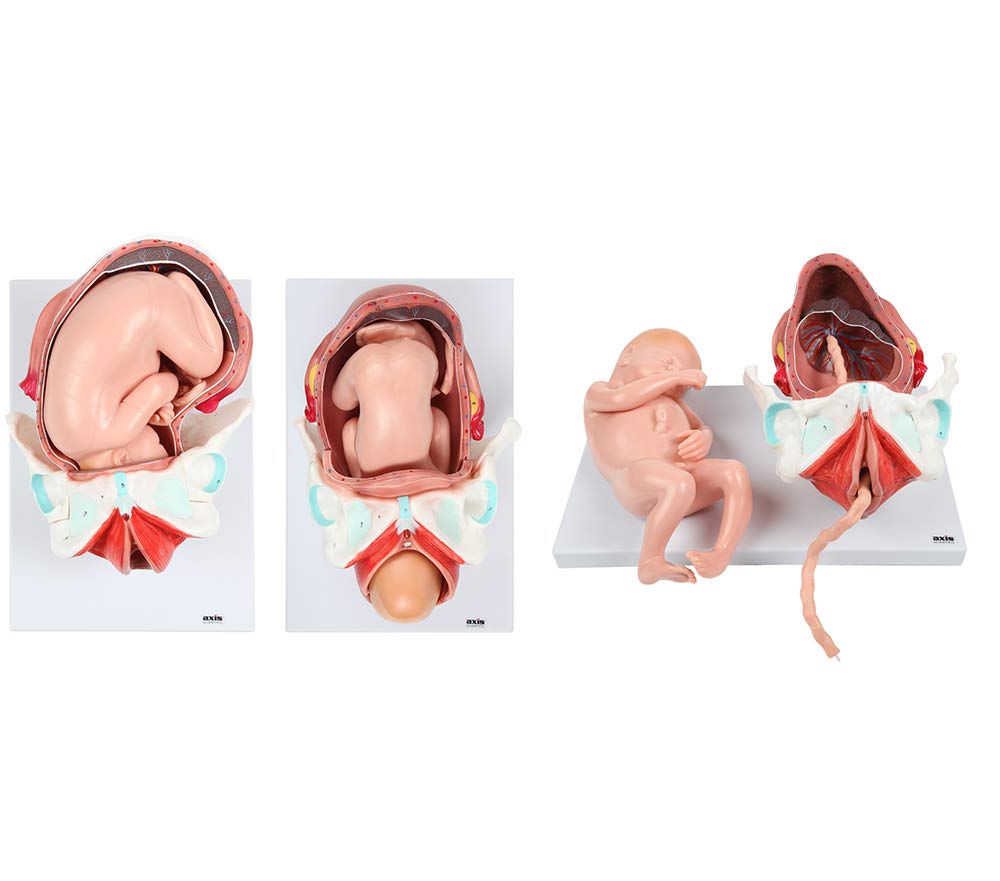 Mua Axis Scientific 3-Stage Childbirth Process Anatomical Model ...