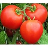 Amazon.com : RAISE ME UP: Seeds Red Mikado Tomato Indeterminate Non GMO ...