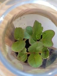 Amazon.com: Toysmith Garden Root Viewer: Toys & Games