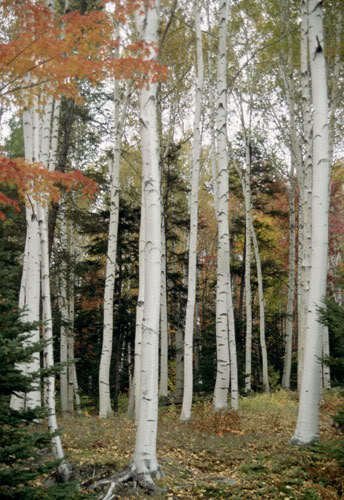 100 JAPANESE WHITE BIRCH TREE Betula Platyphylla Japonica Seeds by ...