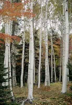 100 JAPANESE WHITE BIRCH TREE Betula Platyphylla Japonica Seeds by ...
