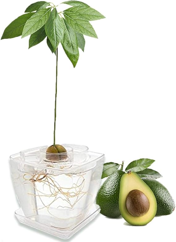 AvoSeedo Grow Your Own Avocado - Unusual Gardening Gifts for Women ...
