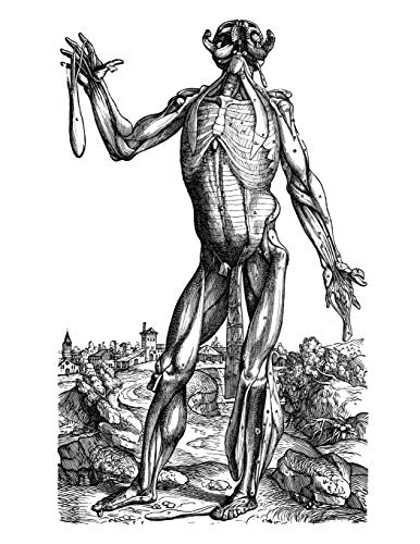 Anatomy Notebook: Skinless Man Muscles 06 - Andreas Vesalius Anatomy ...