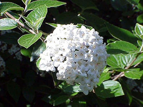 The Main 8 Types of Viburnum Shrubs and How to Care for Them