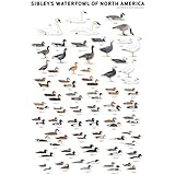 Sibley's Common Trees of Eastern North America : Sibley, David Allen: Books