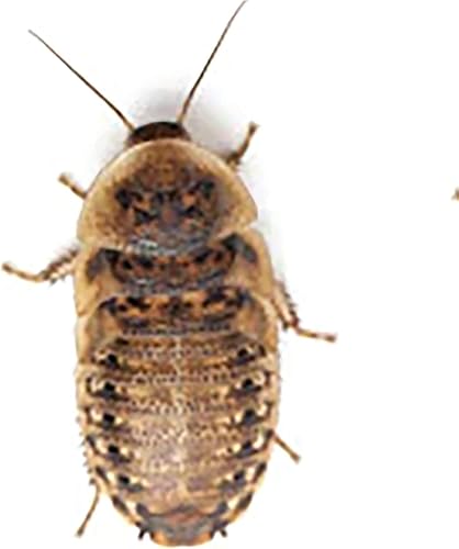 Dubia Roaches Small 1000ct 1/4"-3/8" Live Feeder Gut Loaded for ...