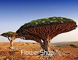 Dragon tree - How to grow & care