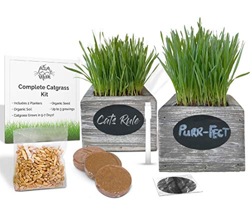 Organic Cat Grass Seeds Kit with 2 Square Planters & Soil Pucks, Seeds ...