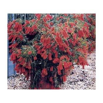 Amazon.com : Dwarf Weeping BottleBrush-Captain Cook 50+ Seeds ...
