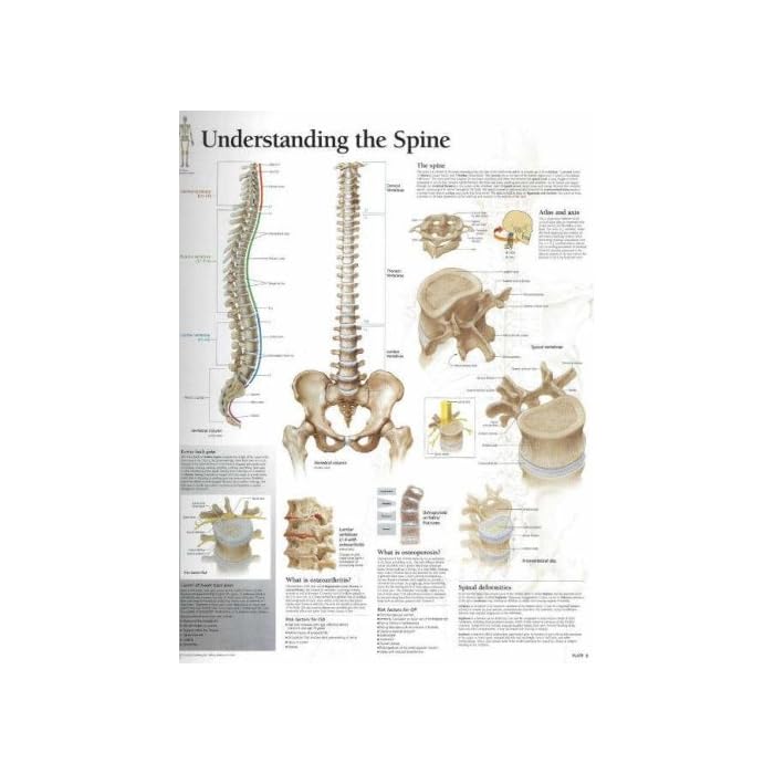 Buy Understanding the Spine chart: Laminated Wall Chart Wall Chart ...