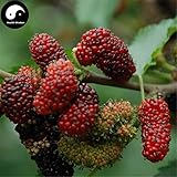 Chinese mulberry - How to grow & care