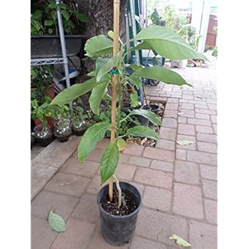 Amazon.com : Michelia Alba/Magnolia Champaca Live Plant (White Flowers ...