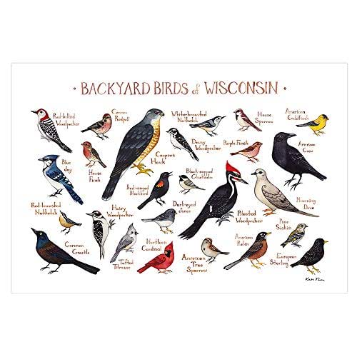 Amazon.com: Backyard Birds of Wisconsin Field Guide Art Print ...