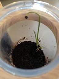 Amazon.com: Toysmith Garden Root Viewer: Toys & Games