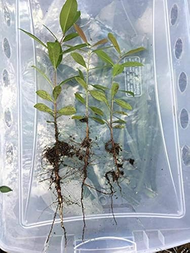 TOTAMEND JAMUN JAMBUL Fruit Tree Syzygium cumini Indian Wax Apple Java ...