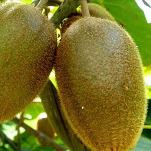 DIY Kiwi Fruit Seeds Mini Kiwi Fruit Seeds Bonsai Plants Delicious Kiwi ...