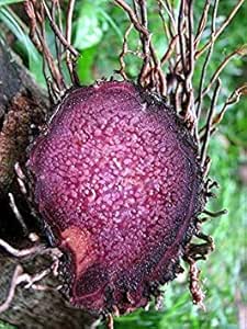 Amazon.com : CARIBBEAN GARDEN SEEDS Jamaican Yellow YAM (3 LB) YAM NOT ...