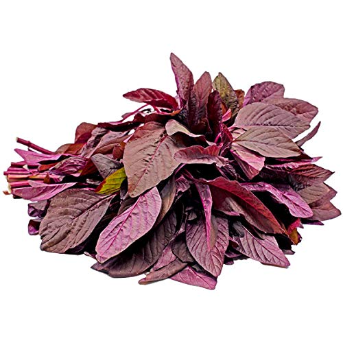 Amaranth Red Callaloo 800 Seeds - Amaranthus Tricolor, Chinese Spinach ...
