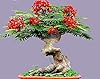 Bonsai Flamboyant Flame Tree Seeds to Grow | 20 Seeds | Delonix regia ...