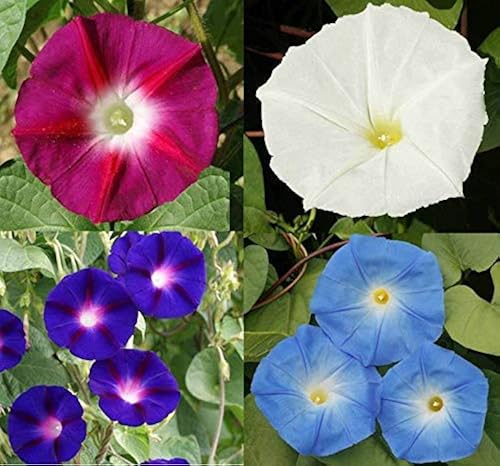 Day & Night Blooming Morning Glory Seed Mix - 625 Seeds, 1 oz - ST23 in ...