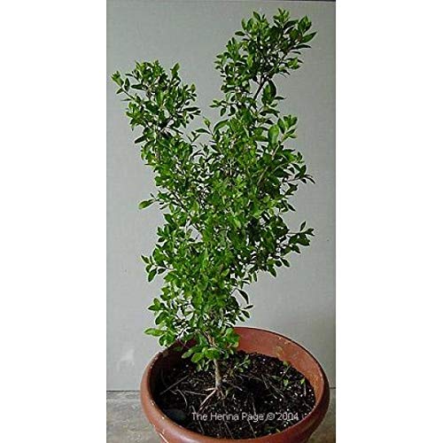Plants Point Live Henna/Mehndi Herbal Plant with Pot: Amazon.in: Garden ...