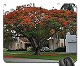 Delonix elata - How to grow & care