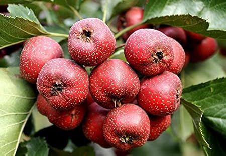 Amazon.com : Chinese hawthorn Crataegus pinnatifida tree Edible fruit ...