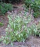 Ocimum gratissimum - How to grow & care