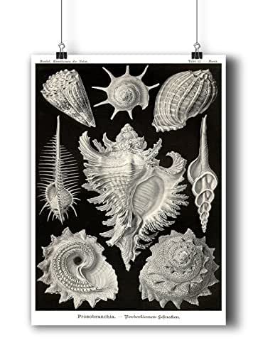 Amazon.com: Conch Shell Seashells Art Print in Black and Vintage White ...