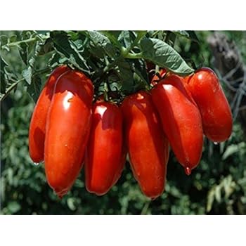 Amazon.com : Florida 91 F1 Hybrid Tomato Seeds - Good yields of 9 to 11 ...