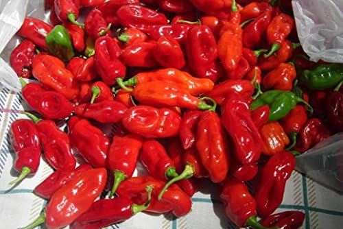 Delicious Zavory Mild (habanero heatless) 35+ semi biologici freschi ...