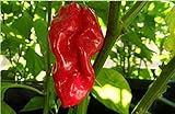 Devil’s Tongue Pepper: Hotter Than Hell - PepperScale