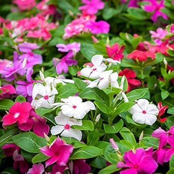 Amazon.com : Outsidepride Vinca Pacifica XP Bold Flower Seed Mix - 200 ...
