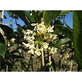 Amazon.com: Fragrant Princess Dwarf Tea Olive ( 'Kaori Hime' osmanthus ...