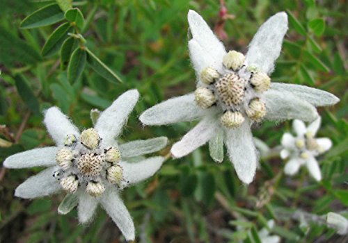What is Edelweiss? All about this Legendary Flower | A German Girl in ...