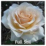 Hybrid tea rose for sale - Grow plants