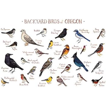Amazon.com: Earth Sky & Water Poster - Peterson's Backyard Birds of the ...