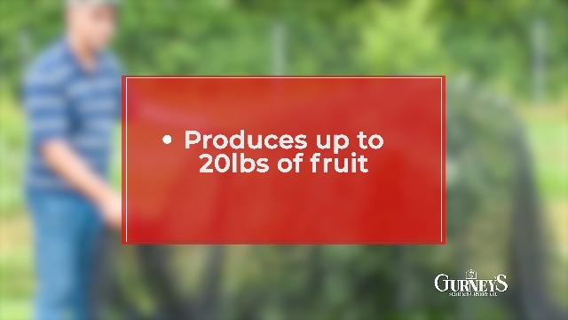 Watch Wowza! Bush Cherry Information on Amazon Live