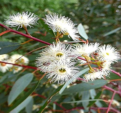 Big Pack - (50,000) Eucalyptus River Red Gum Tree Seeds, Gorgeous Wood ...