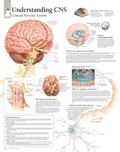 Understanding CNS chart: Wall Chart in Bahrain | Whizz Neurology