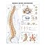 Amazon.com: Human Spine Disorders Anatomical Chart: Anatomical Chart ...