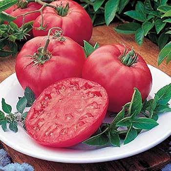 Amazon.com : Burpee 'Brandy Boy' Hybrid | Red Beefsteak Slicing Tomato ...