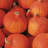 Red kuri squash - How to grow plants
